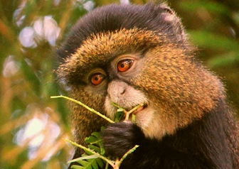 Monkey Trekking In Uganda; Monkey Species in Uganda